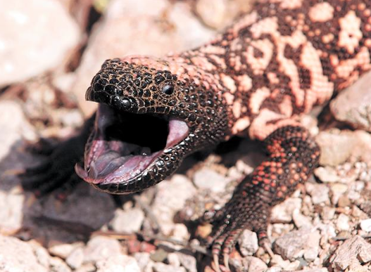 AUSTRALIAN FANTASY ADVENTURES: THE GILA MONSTER!