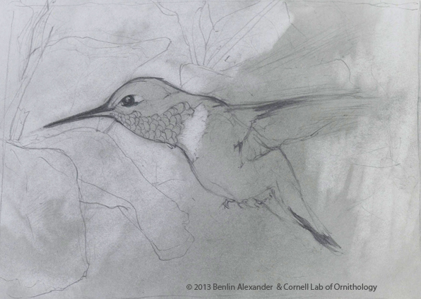 Benlin Alexander Illustration: 2013