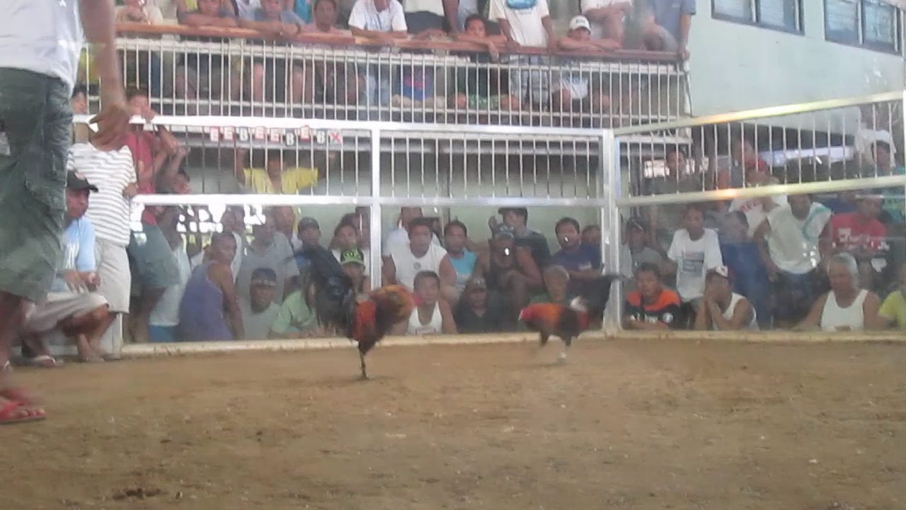Sabong Pilipinas Fights - Tubigon Cockpit Arena, Bohol Fight # 8 ...