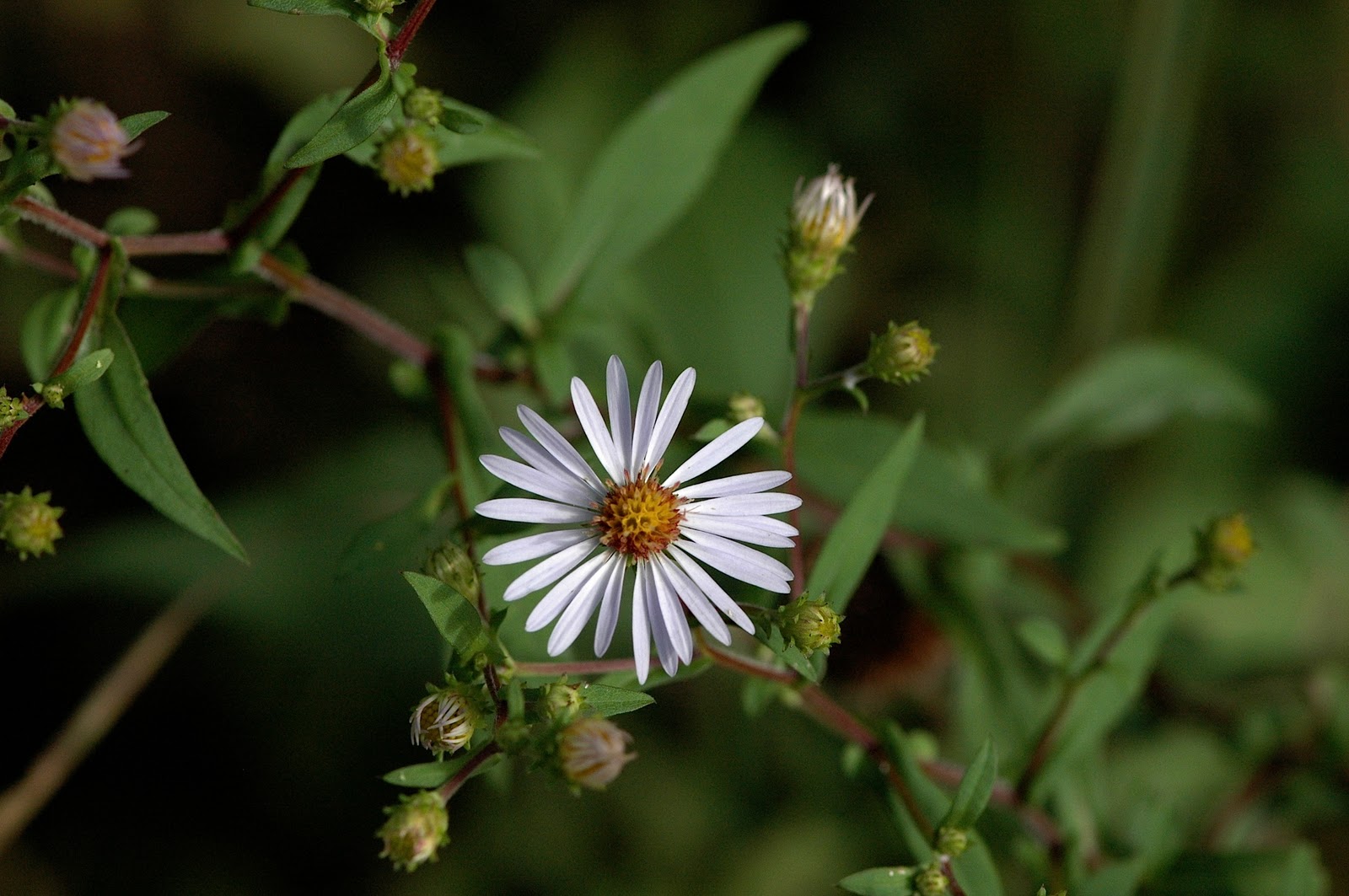 Field Biology in Southeastern Ohio: Some Ohio Asters