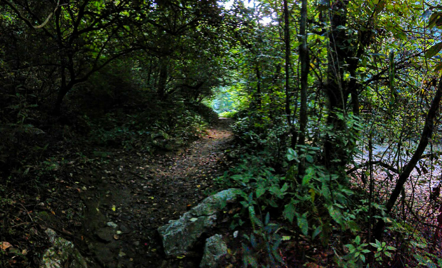 Miguel Rojas: Bosque húmedo subtropical en las laderas del Río Jacagua.