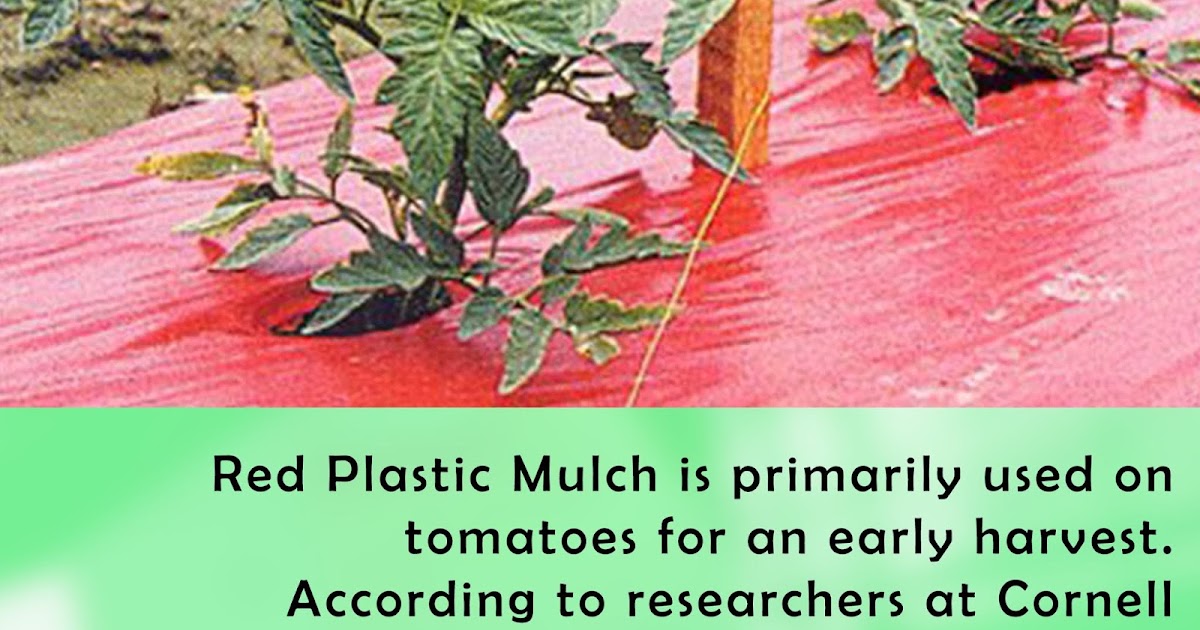MulchIndia: Red Plastic Mulch -- Plastic Mulch