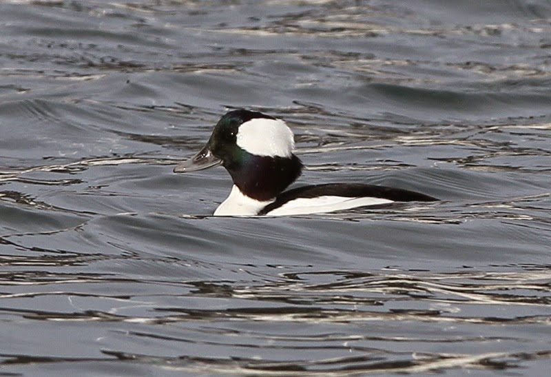 Murfs Wildlife : North American Ducks