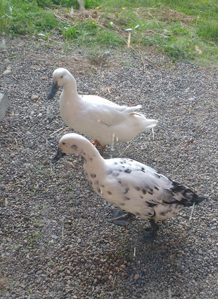 Revels from the Roost - Tales from Crow's Croft Farm: Duck, Duck, Duck ...