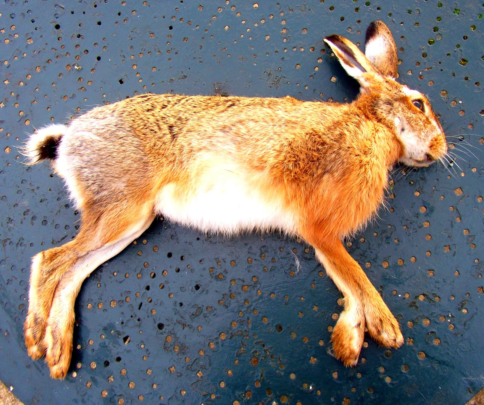 Magnon's Meanderings: Hare today, gone tomorrow.