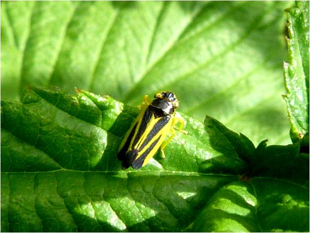 Insects of Scotland: True Bugs