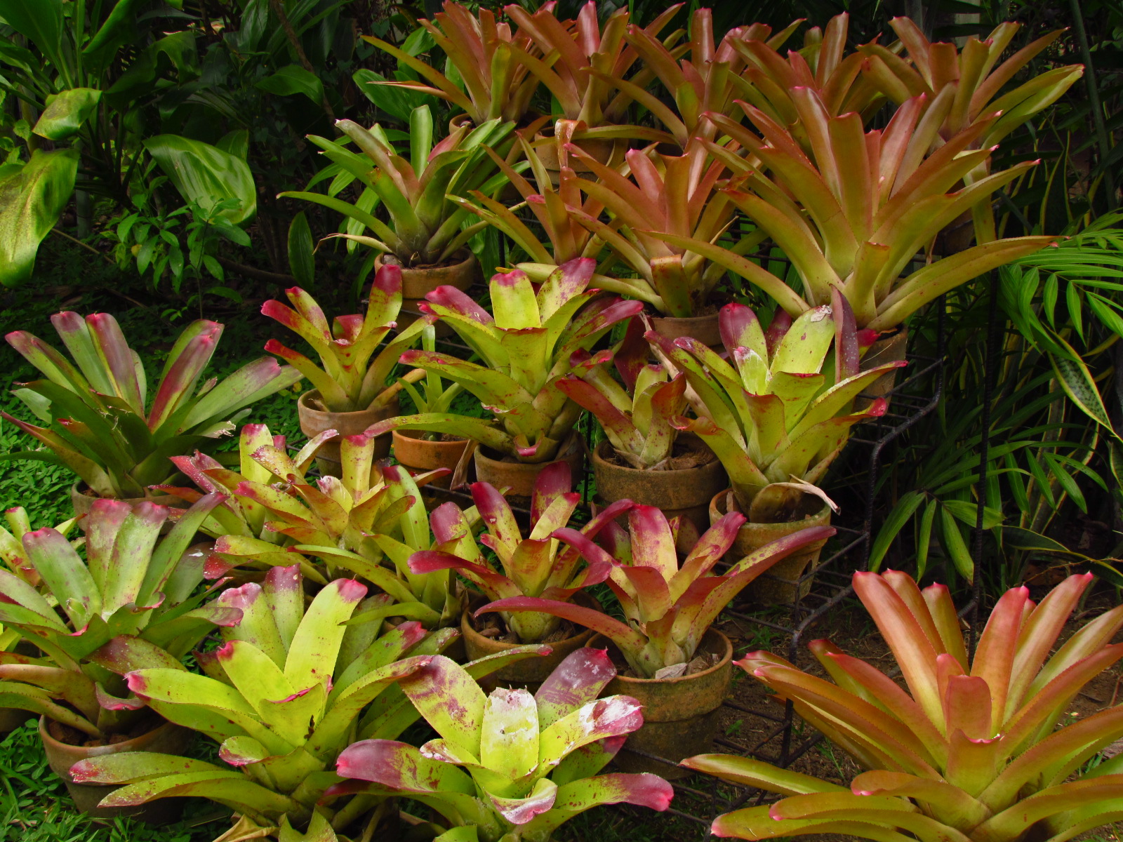 1784: More Bromeliads