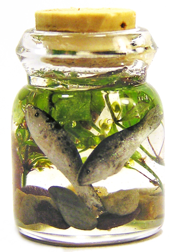 Kiva's Miniatures: Cassoulet and pet fish