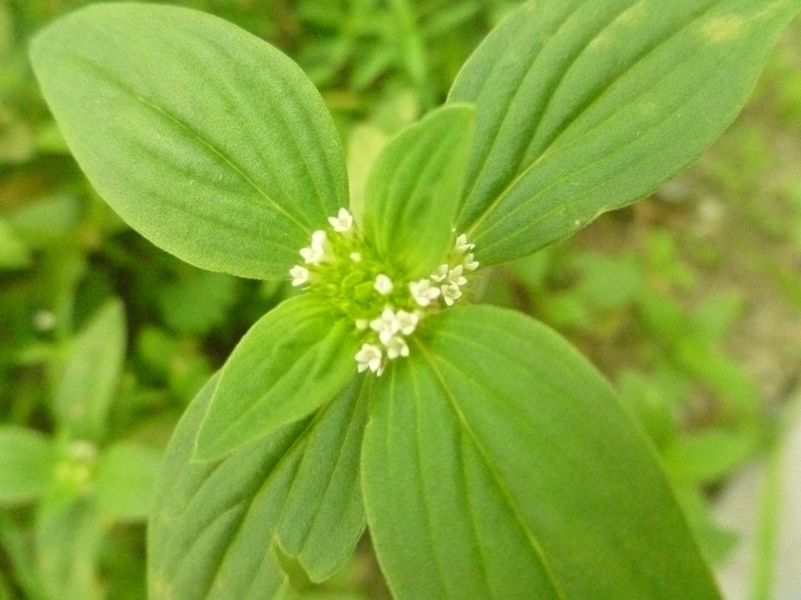 My Sweet Memory: BUNGA RUMPUT