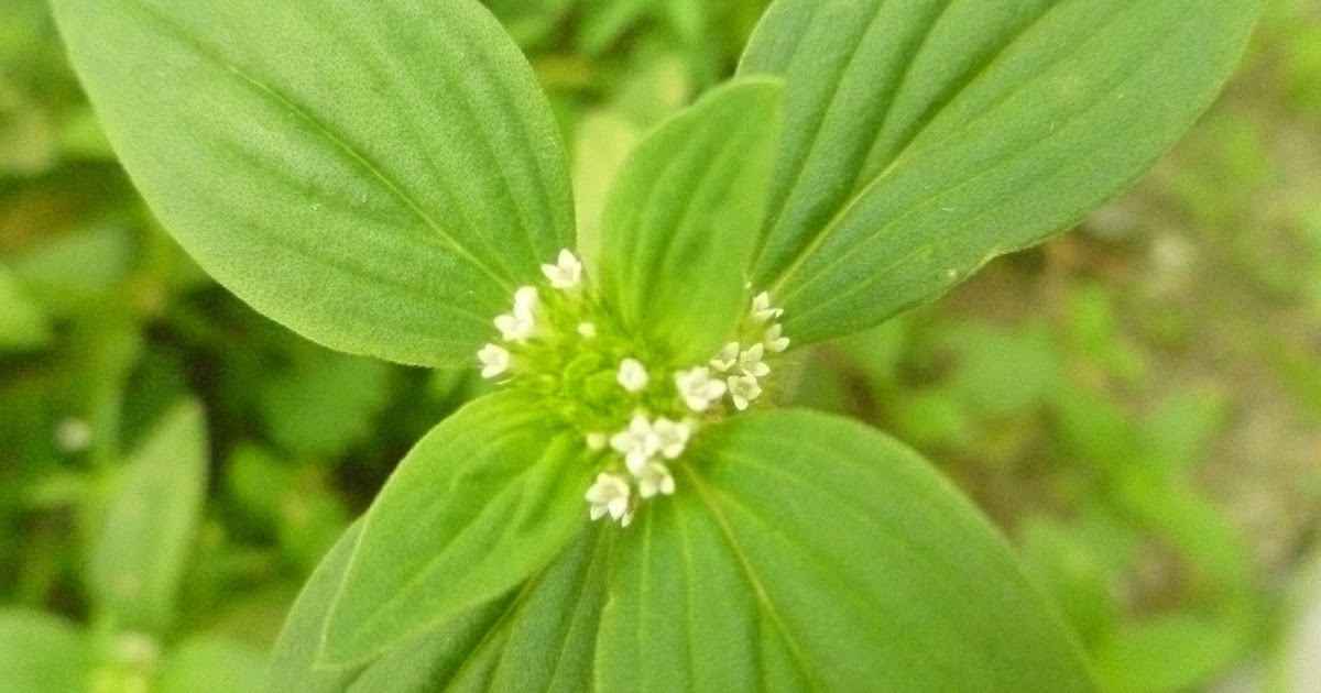 My Sweet Memory: BUNGA RUMPUT