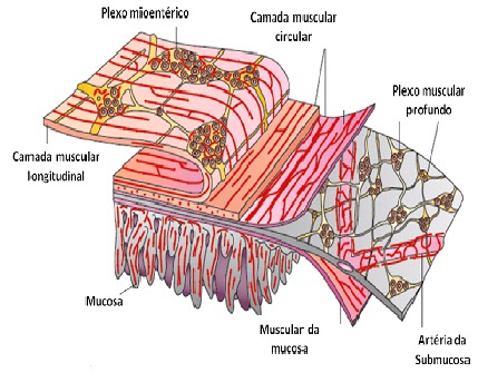 Neuroplexos: Plexo Vicerais