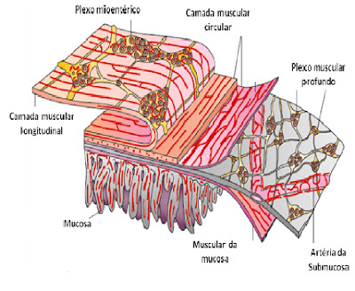Neuroplexos: Plexo Vicerais