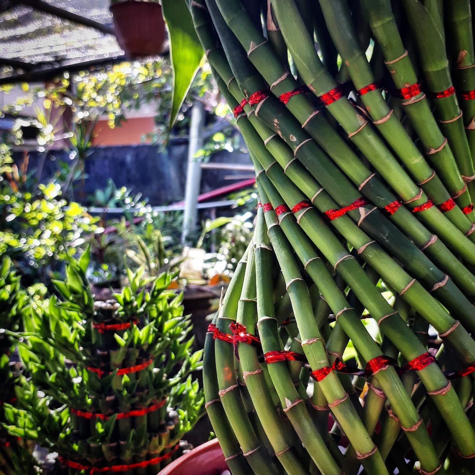 PUTRA GARDEN BALI: Promo Tanaman Hias dan Herbal Juni 2018