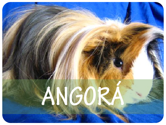 PORQUINHO DA ÍNDIA - ANGORÁ - Cuui