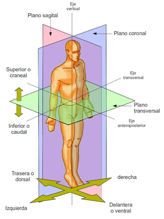 MIEMBRO INFERIOR: GENERALIDADES
