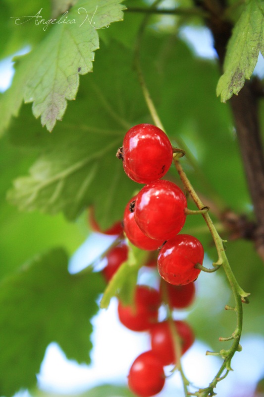 Angel's food: Frumoasa viata la tara...fructe din gradina:-)