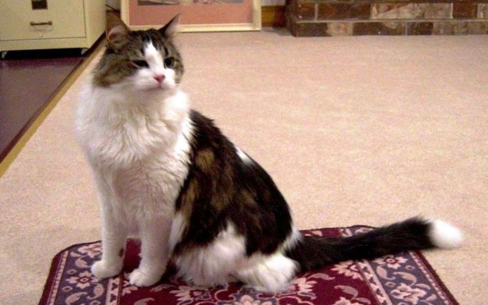 Lovely World Cat: Jenis - Jenis Kucing