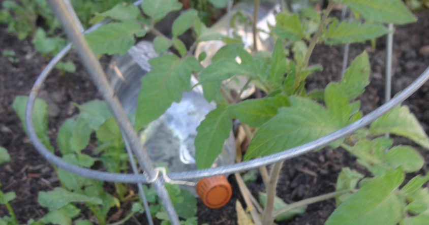 The Scientific Gardener: The Taxi Tomato