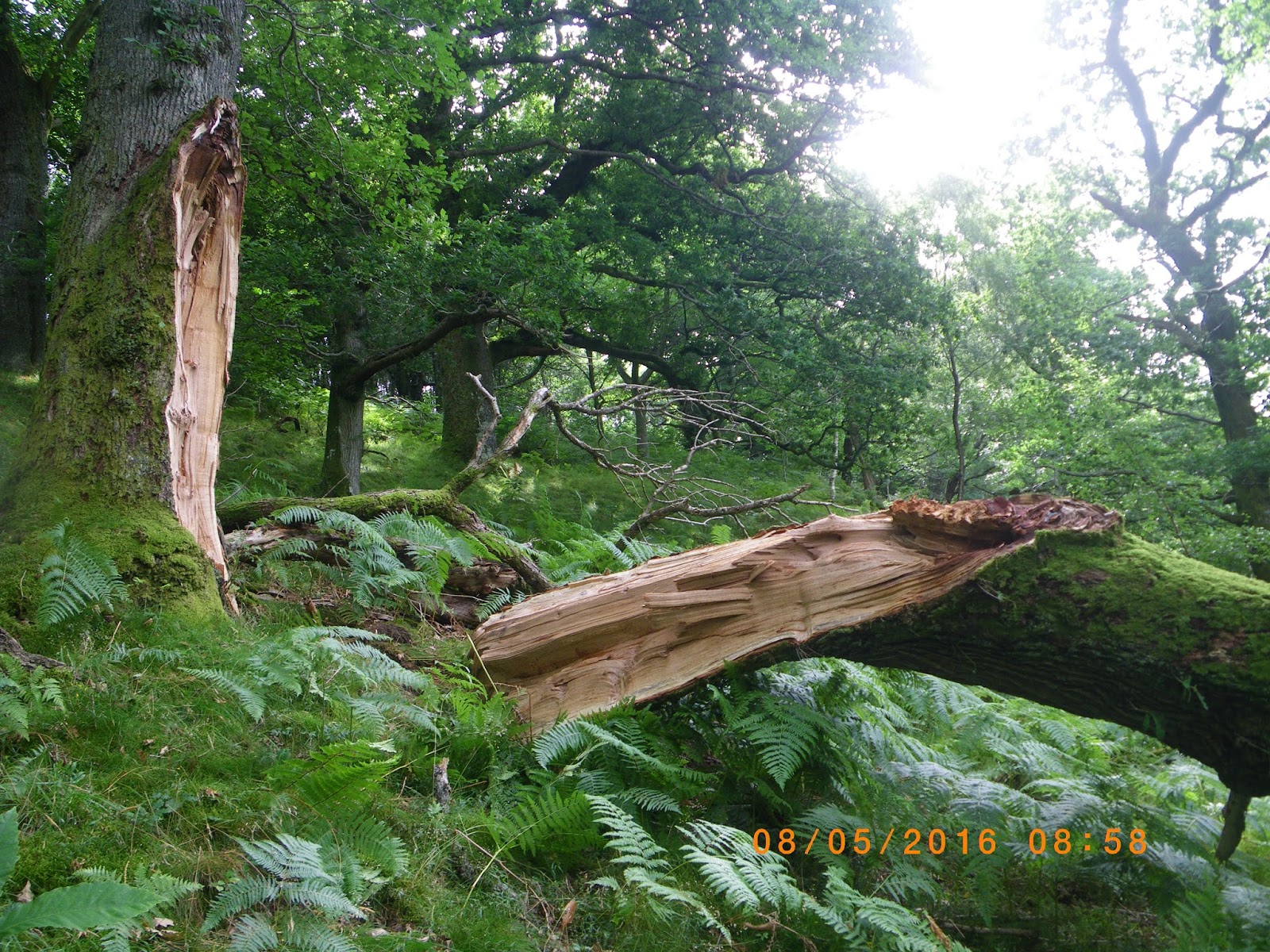 Central and East Lakes Rangers: Summer Branch Drop.