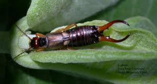 PENGENALAN SPESIMEN SERANGGA HAMA ORDO ODONATA, DERMAPTERA, ISOPTERA ...