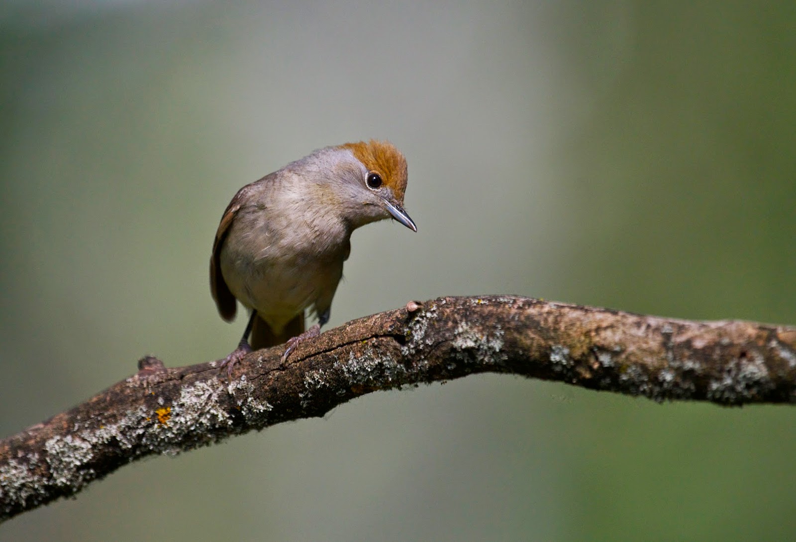 Naturfoto Einar Hugnes: juni 2014