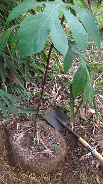 The Meandering Eye Of Pio: Saving Endangered Native Trees: Balling an ...