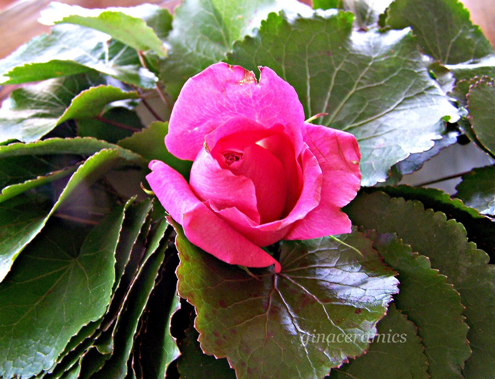 Art and Alfalfa: The Galax Leaf