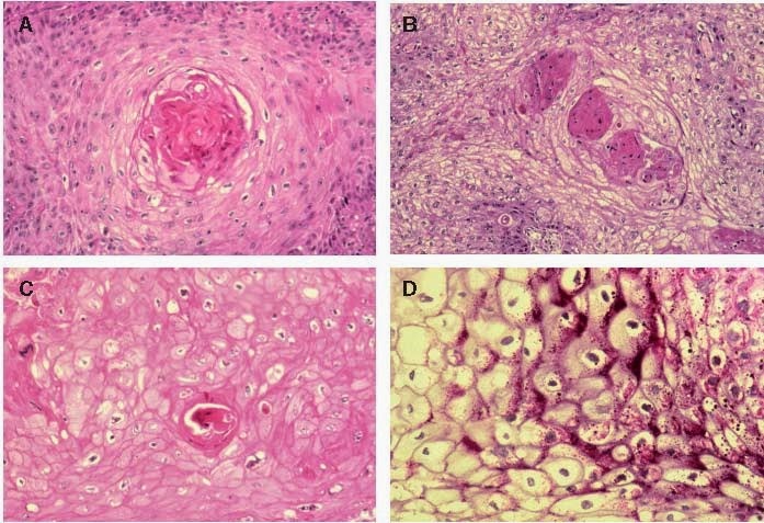ORGANULOS : CÉLULAS