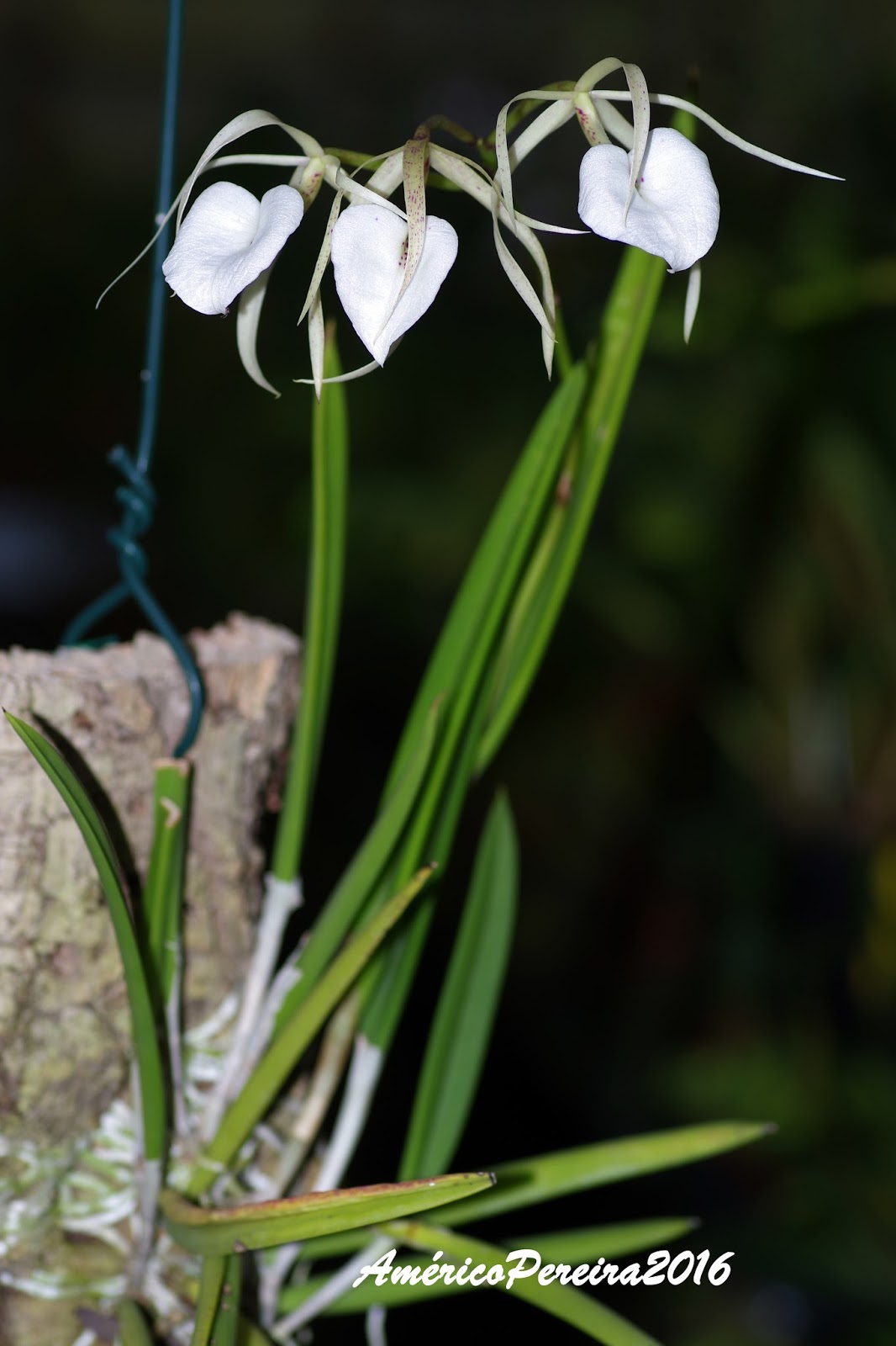 Orquídeas soltas: Brassavola nodosa