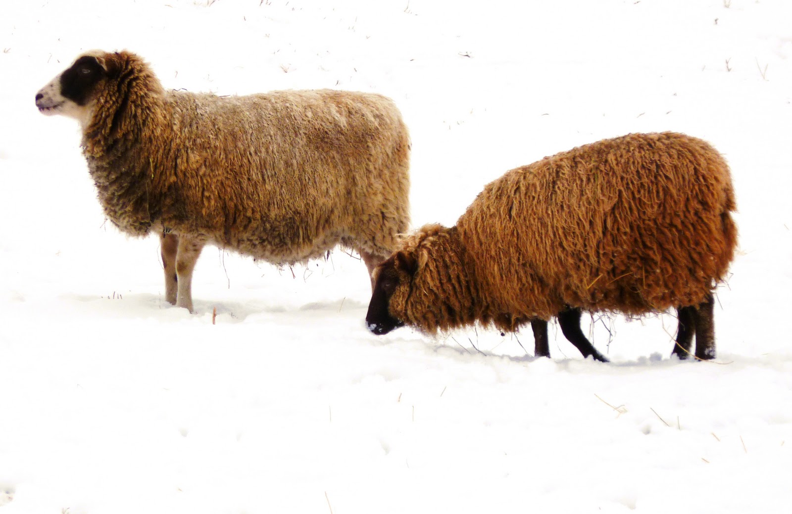 OK Acres Shetlands: Sheep in the snow