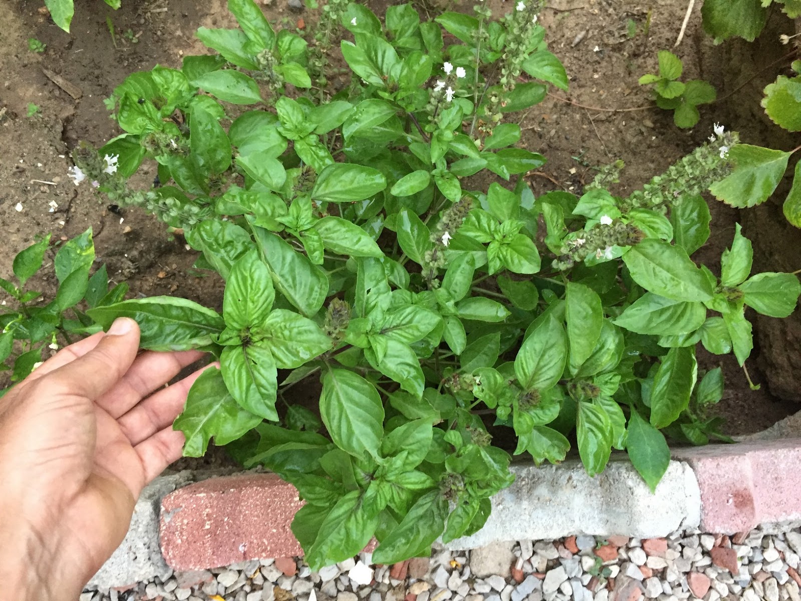 History of Basil