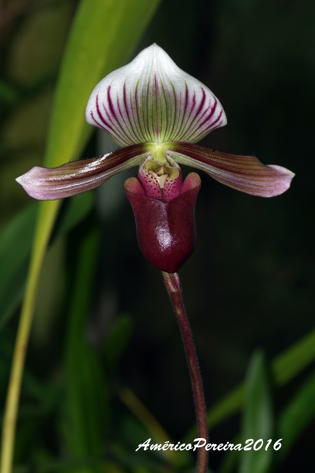Orquídeas soltas: Paphiopedilum barbatum var. nigritum