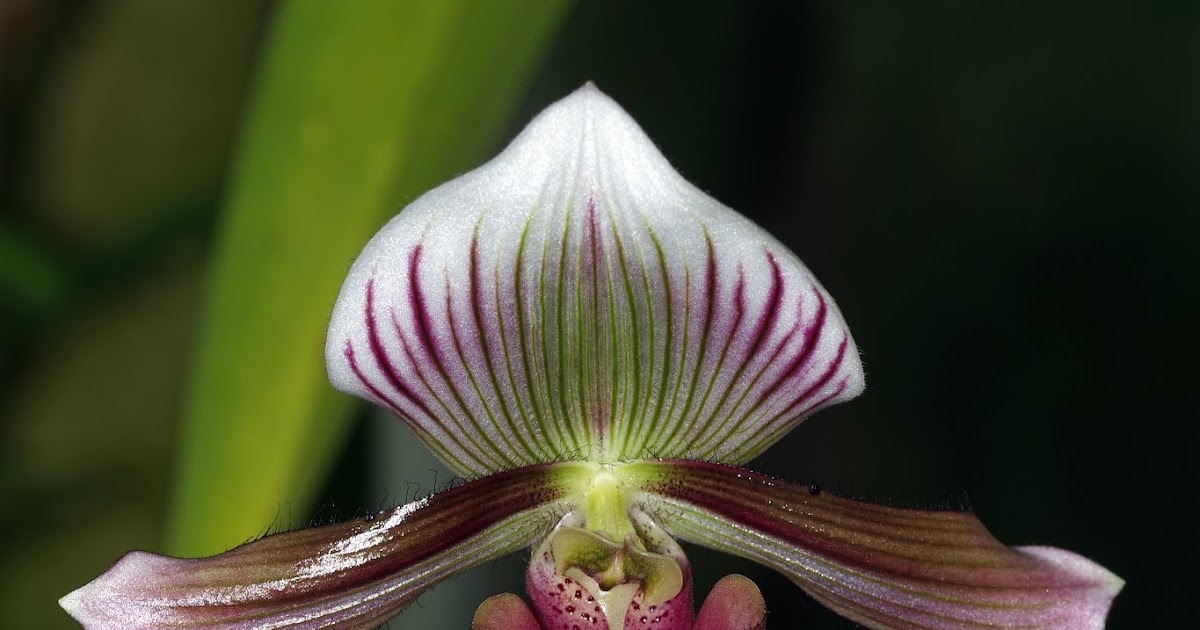 Orquídeas soltas: Paphiopedilum barbatum var. nigritum