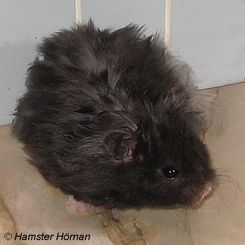 Färger | Guldhamster Hörnan