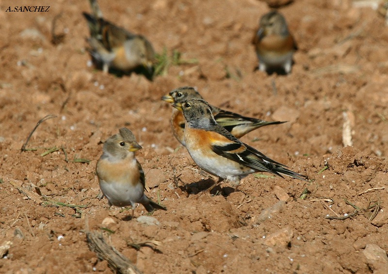 Aves de Aragón : Pinzón real
