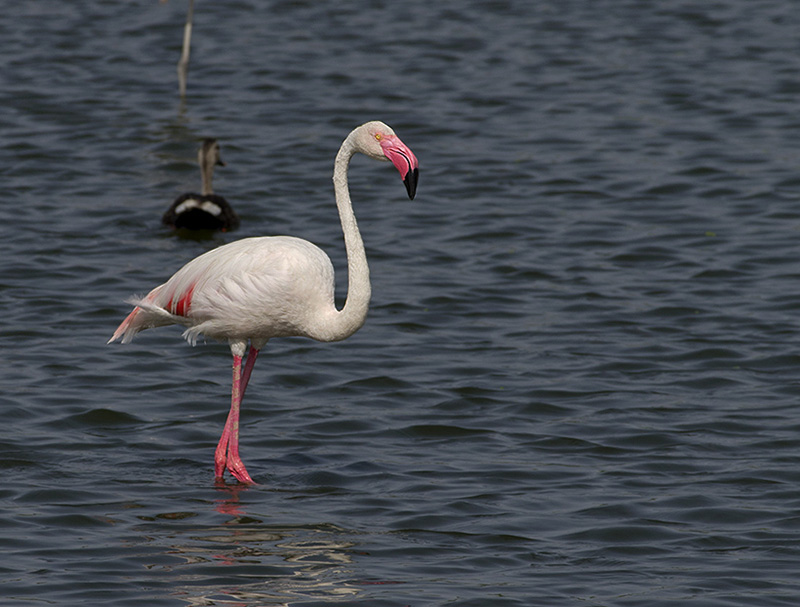 Indian Birds Photography: [BirdPhotoIndia] Greater Flamingo