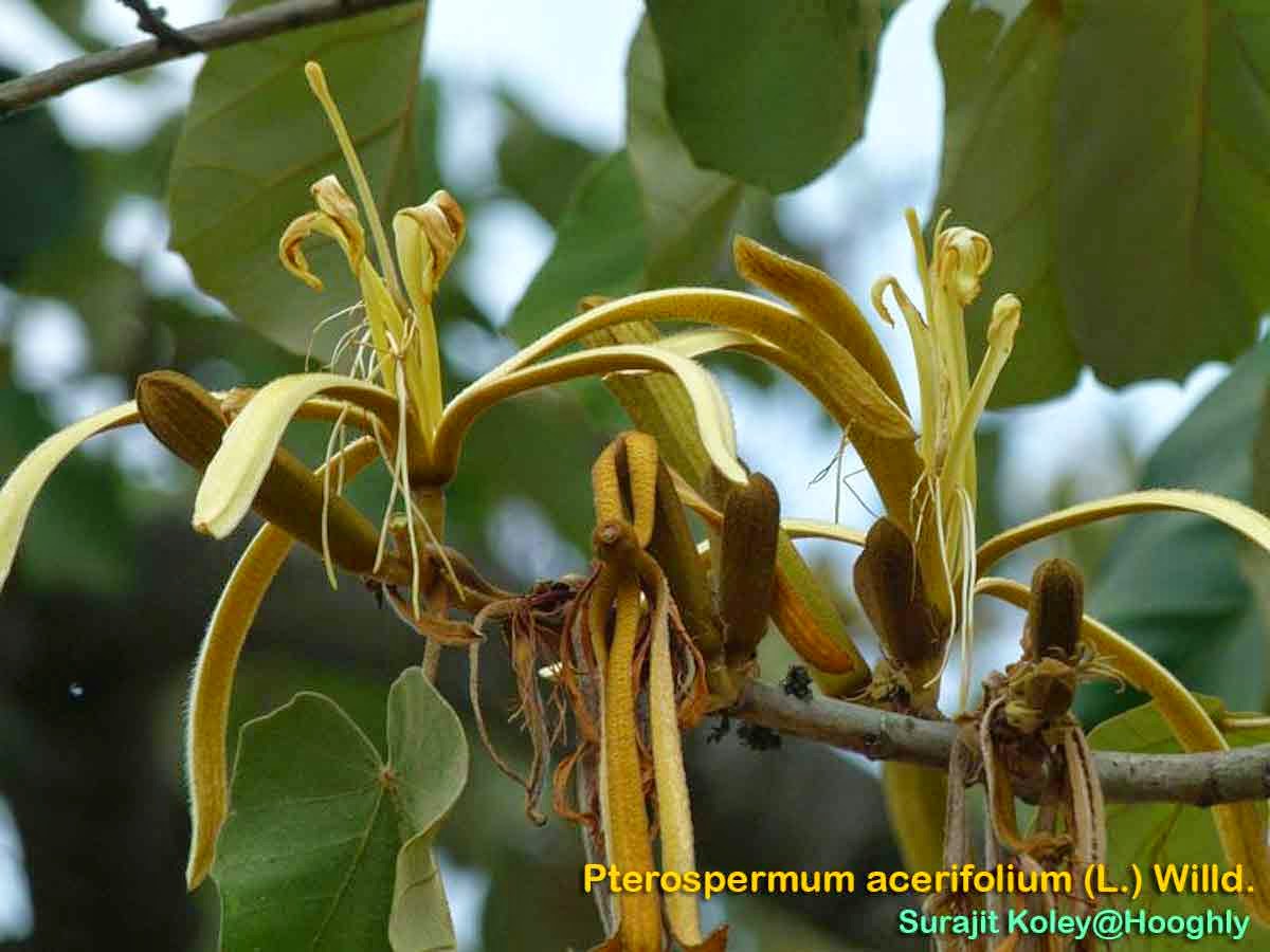 Medicinal Plants: Pterospermum acerifolium, Muchukund, Dinnerplate Tree
