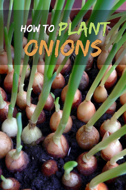 Guide to Growing Onions From Seeds, Sets and Transplants