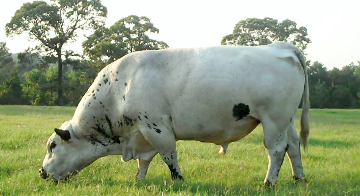 British White Cattle in Southeast Texas - JWest Cattle Company: Spotted ...