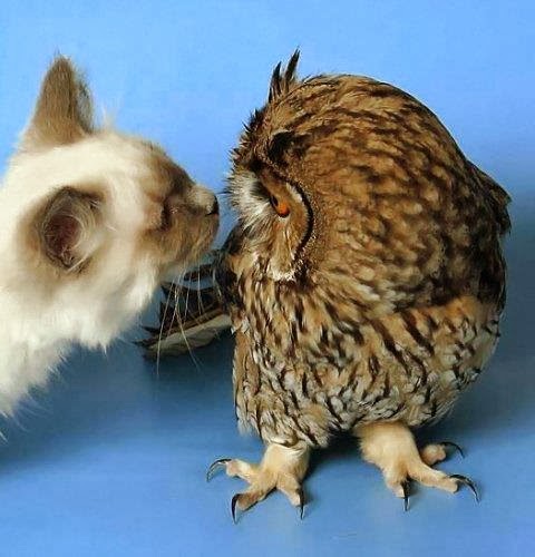 Nuestro Mundo: El gato y el buho son amigos