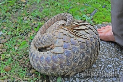 Dunia Sains: Cara haiwan melindungi diri daripada musuh