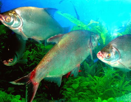 The Esteemed Fishes of Manipur