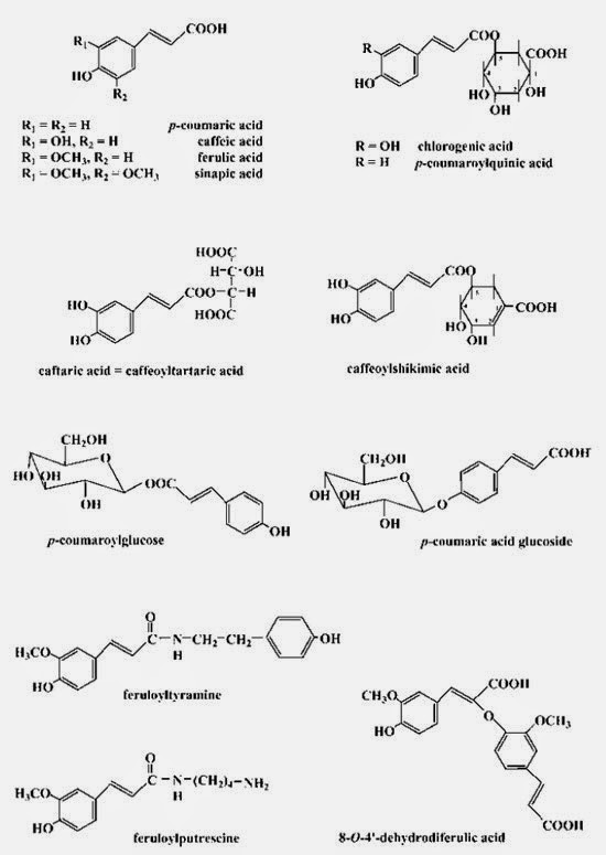 Hydroxycinnamic Acids OCCURRENCE IN FRUITS AND VEGETABLES