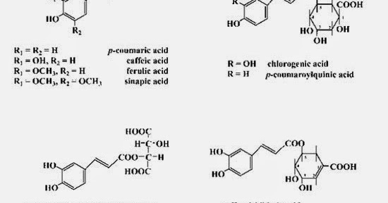Hydroxycinnamic Acids OCCURRENCE IN FRUITS AND VEGETABLES