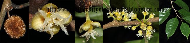 Biodiversity of Sri Lanka: හැඩවක[Hadawaka](Chaetocarpus castanicarpus )