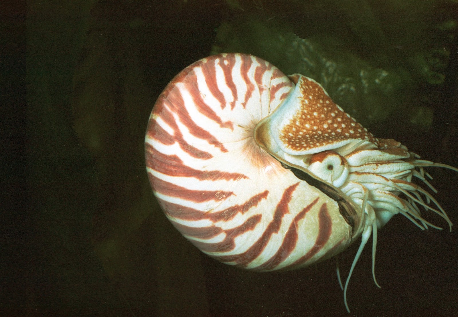 Hideout With An Octopus at SEA LIFE Manchester This Half Term | Red ...