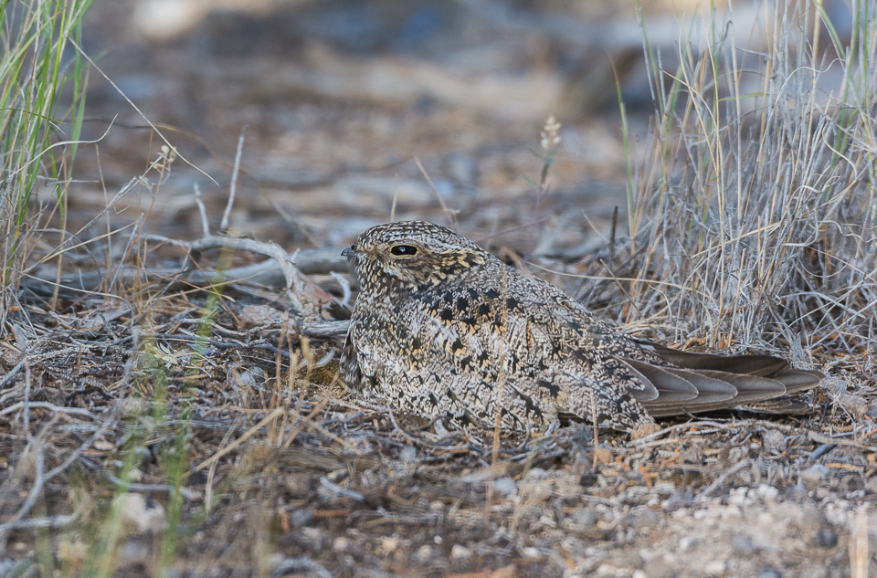 NeoVista Birds and Wildlife: A New Generation of Common Nighthawks