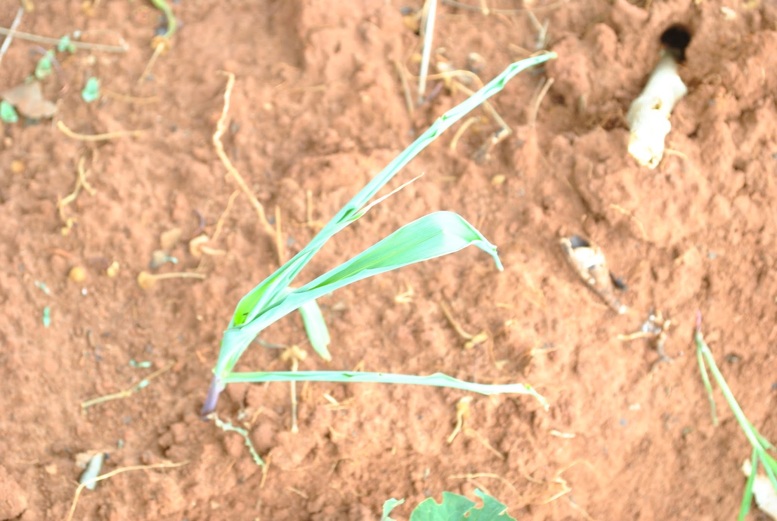 Habari na Matukio Mbeya: NJAA YAPIGA HODI NAMTUMBO MKOANI RUVUMA