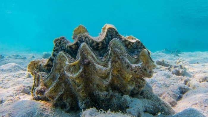 MENGENAL KERANG KIMA, HEWAN LAUT LANGKA YANG MEMBUAT INDONESIA KAYA RAYA!