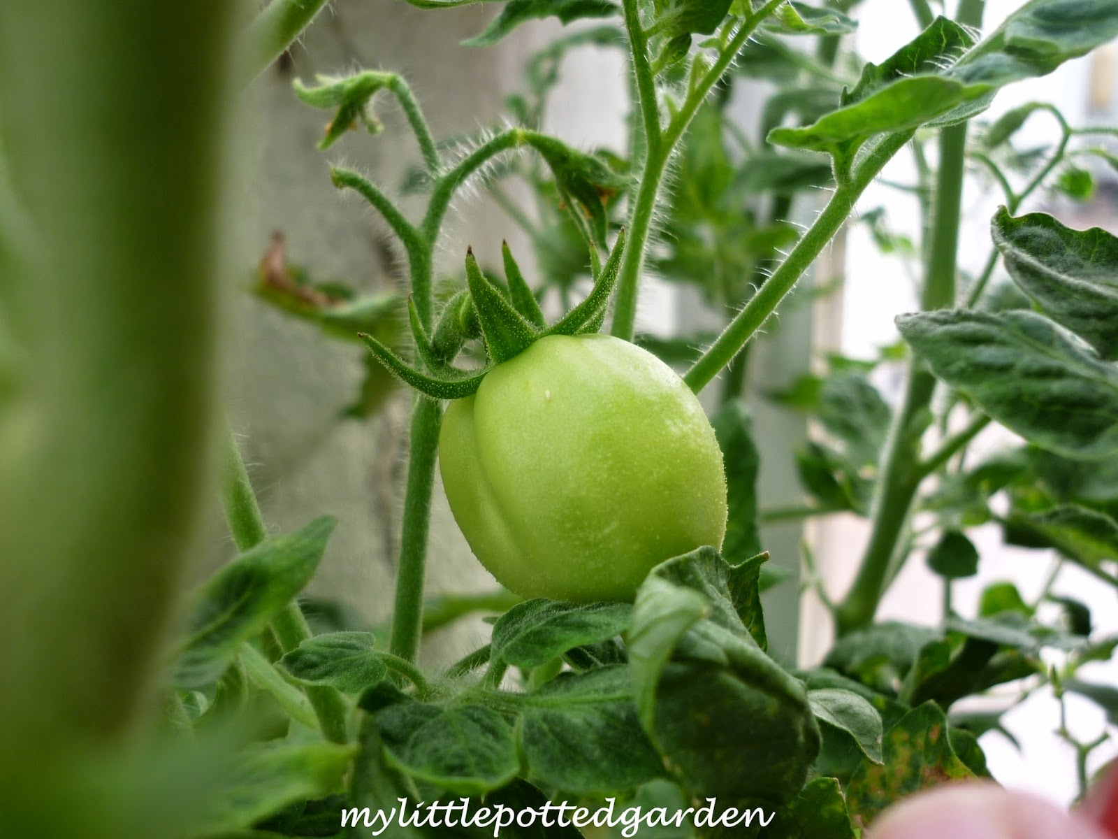 My Little Potted Garden: Roma Tomatoes (Lynseed Organics)